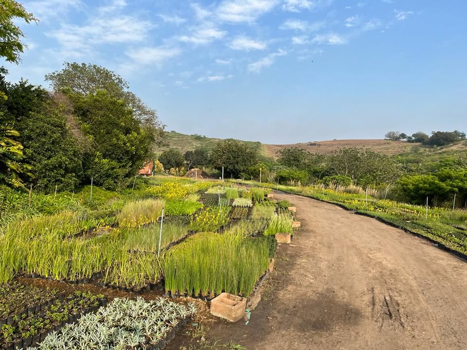 Tongaat Nursery | South Africa Tourism Directory